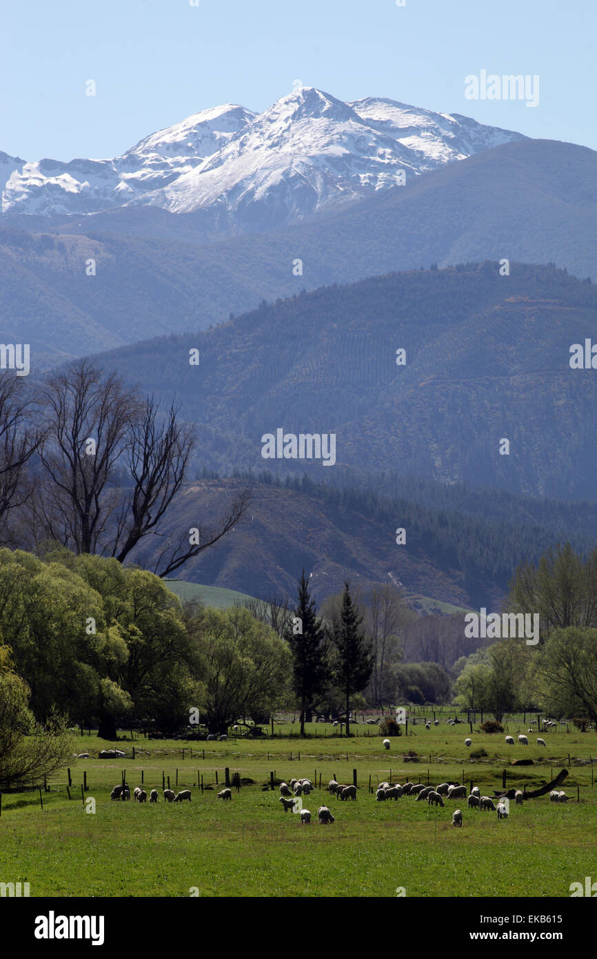 Snowy Mount Arthur viewed across green fields near Tapawera, Nelson ...