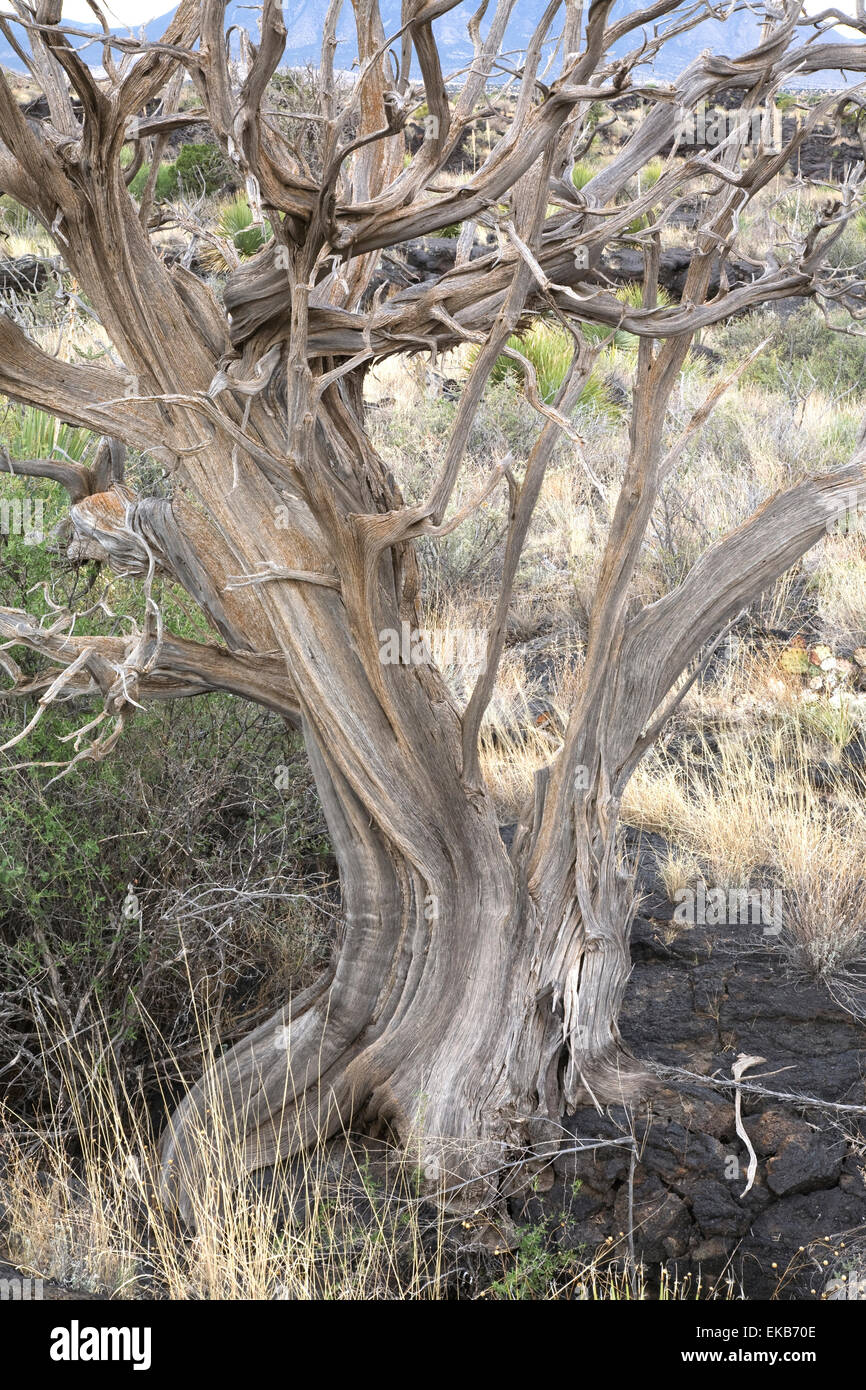 An ancient juniper still stands amid the rough lava, yuccas and cacti ...