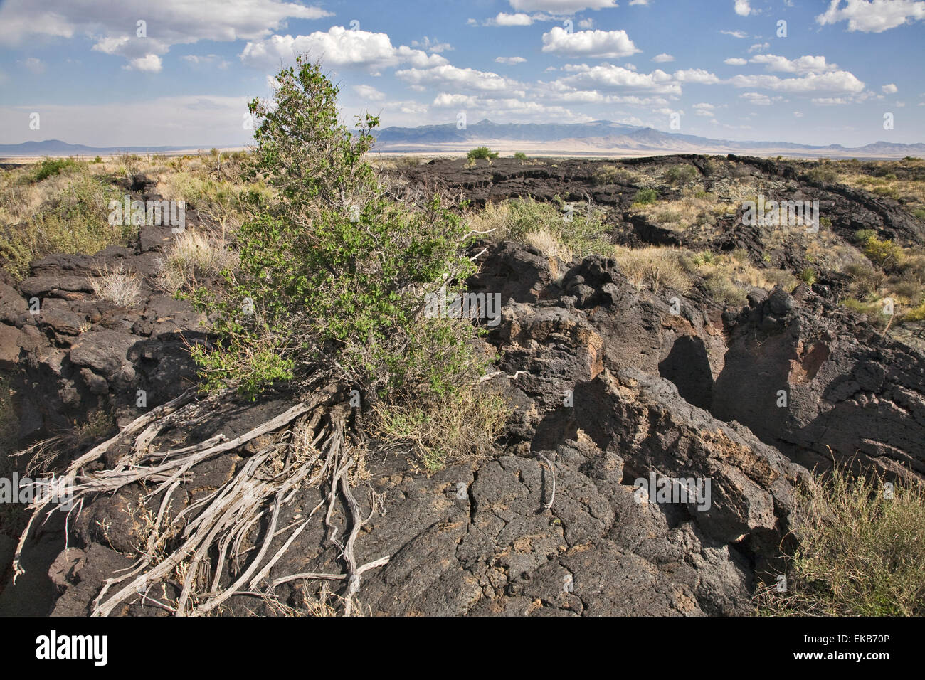 New mexico state tree hi-res stock photography and images - Alamy