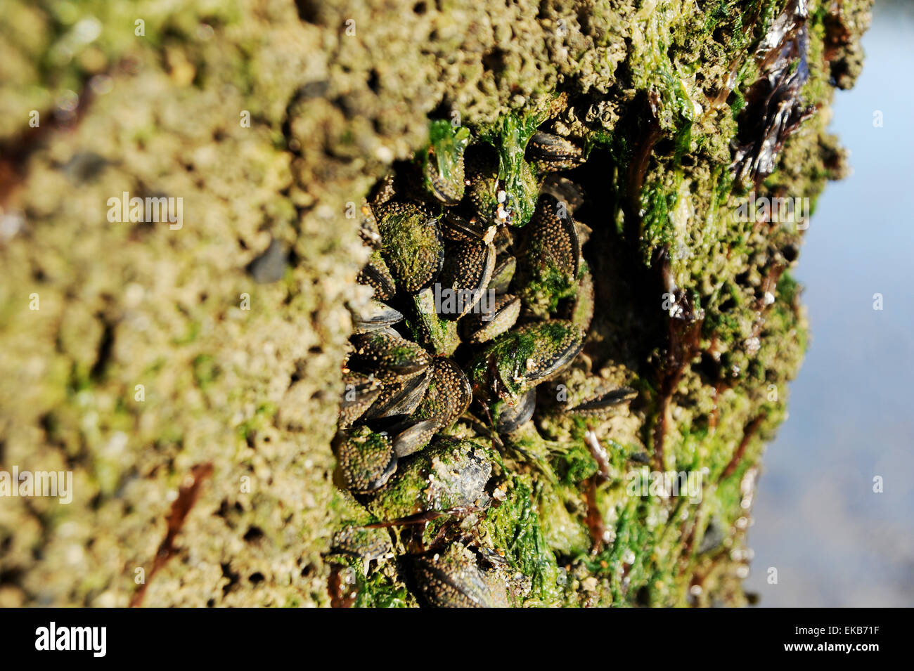 Mussels growing hi-res stock photography and images - Alamy
