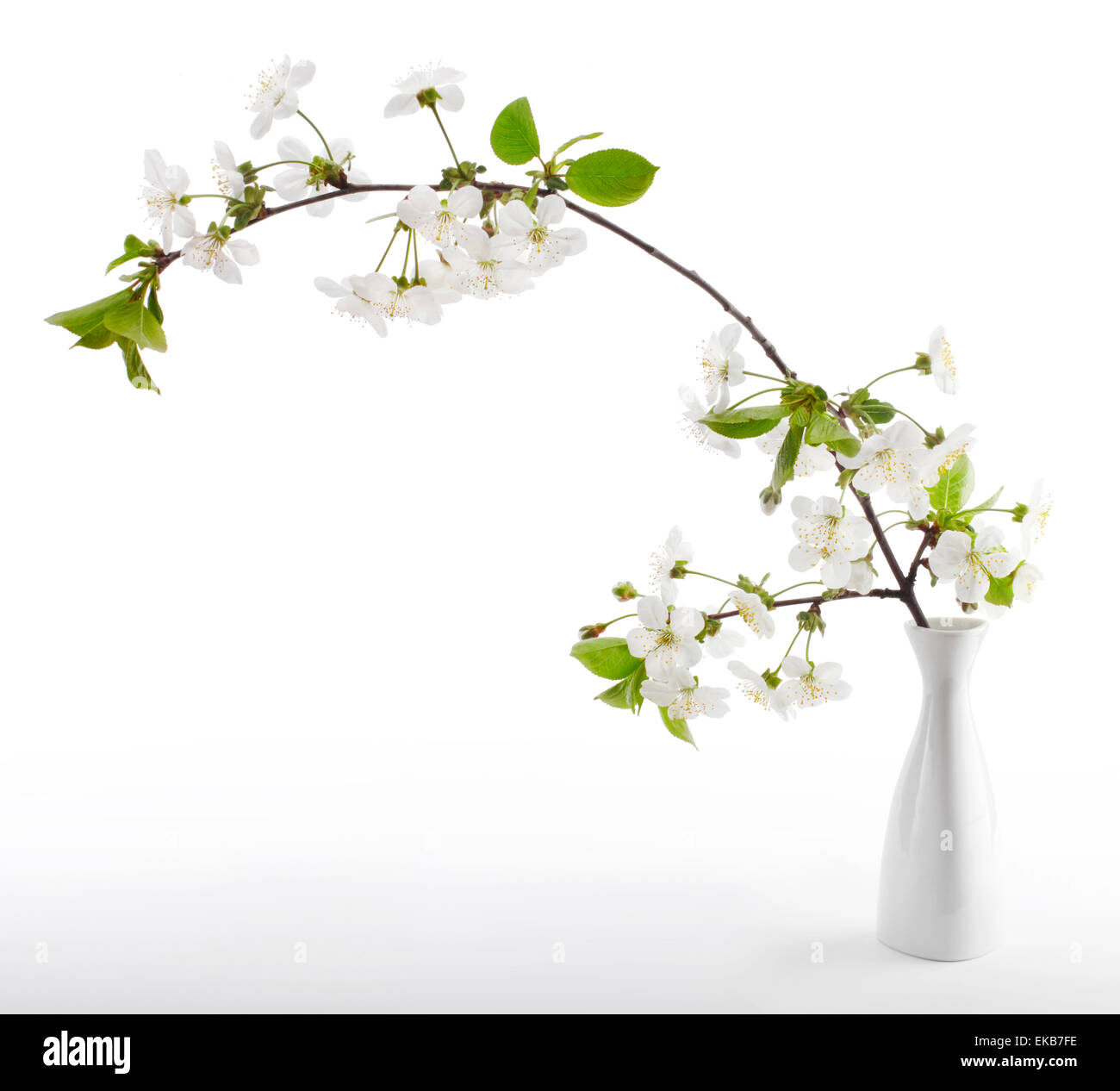 Cherry tree twig bud vase hi-res stock photography and images - Alamy