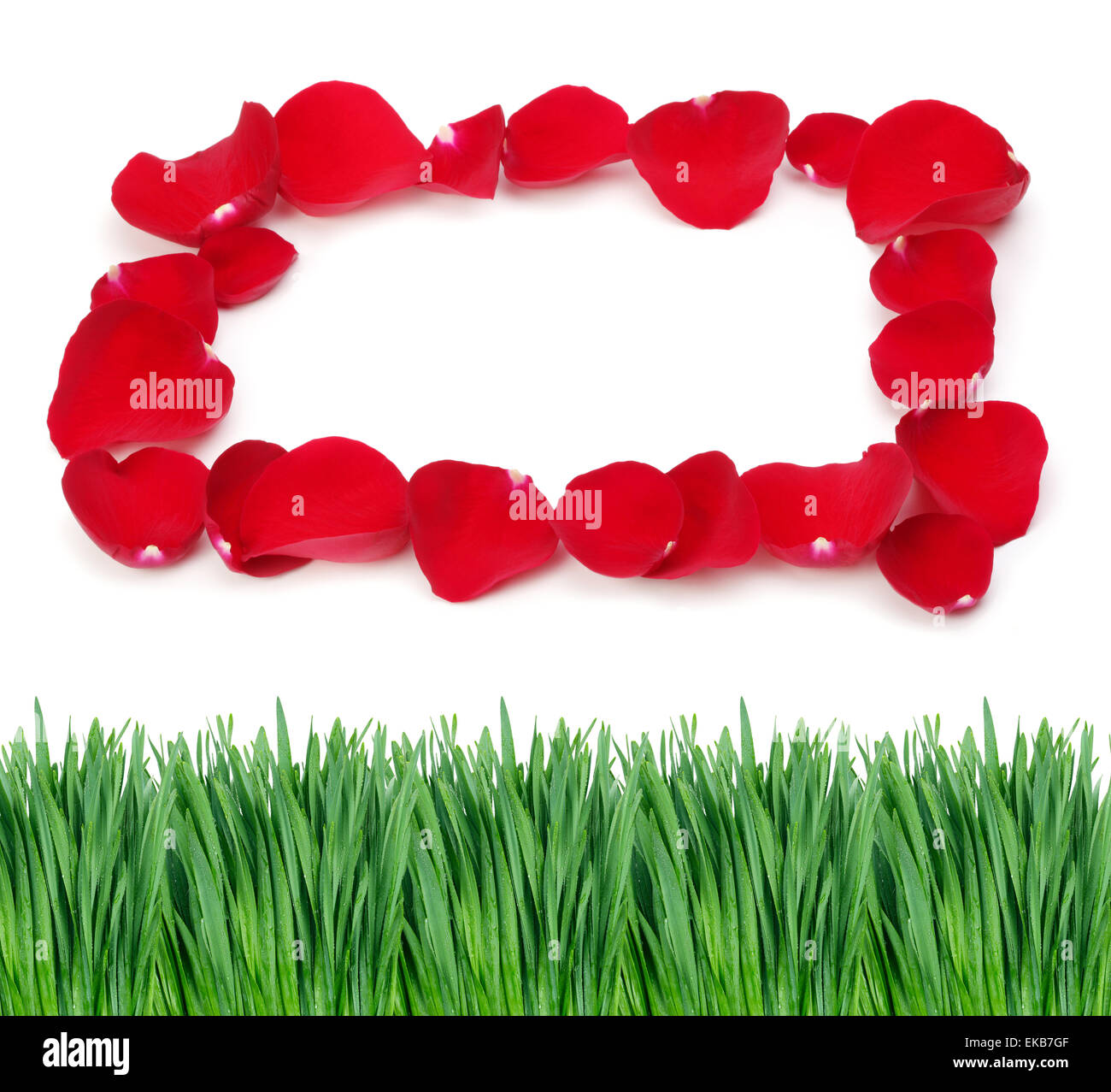 frame of rose Stock Photo - Alamy