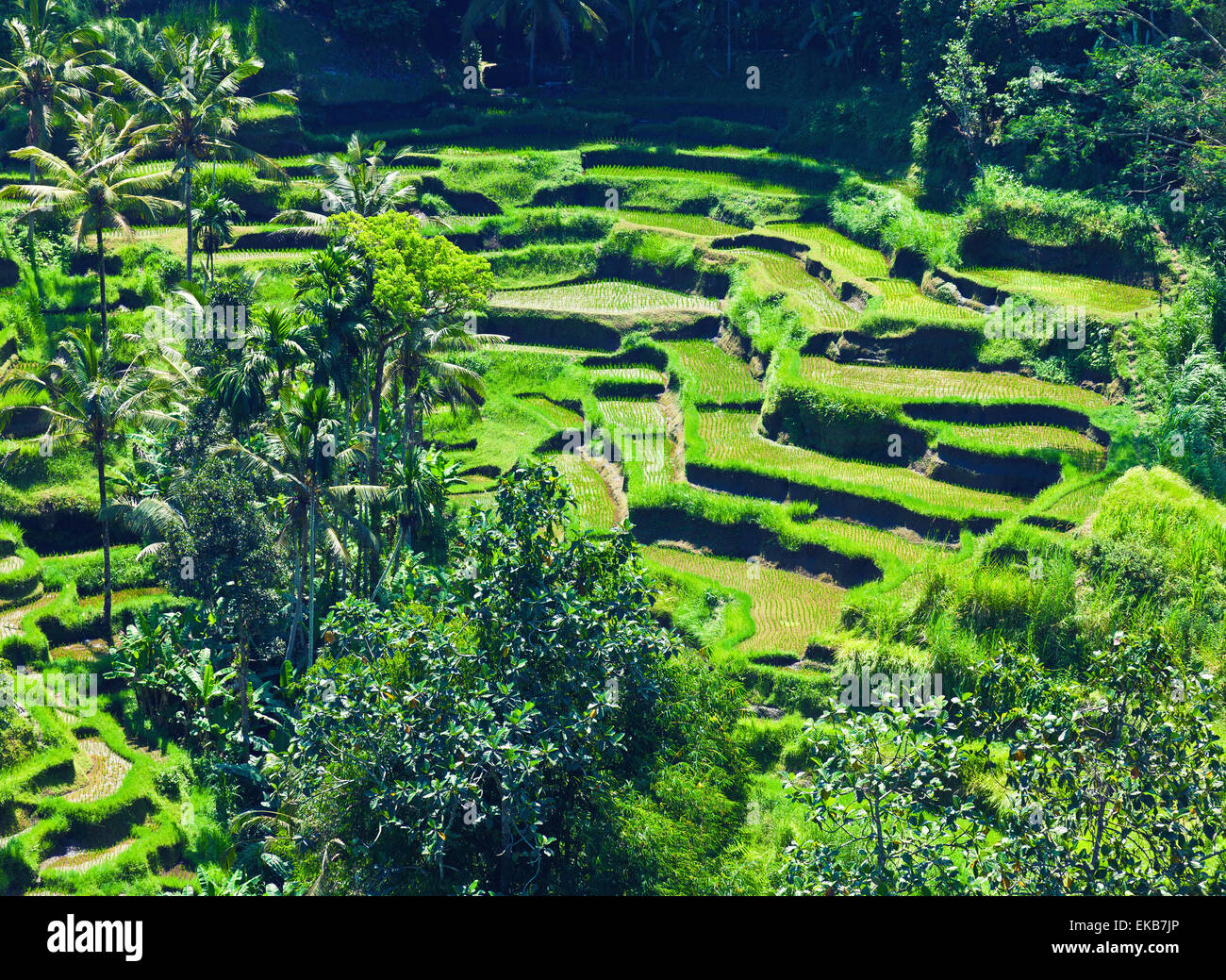 terrace rice fields Stock Photo - Alamy