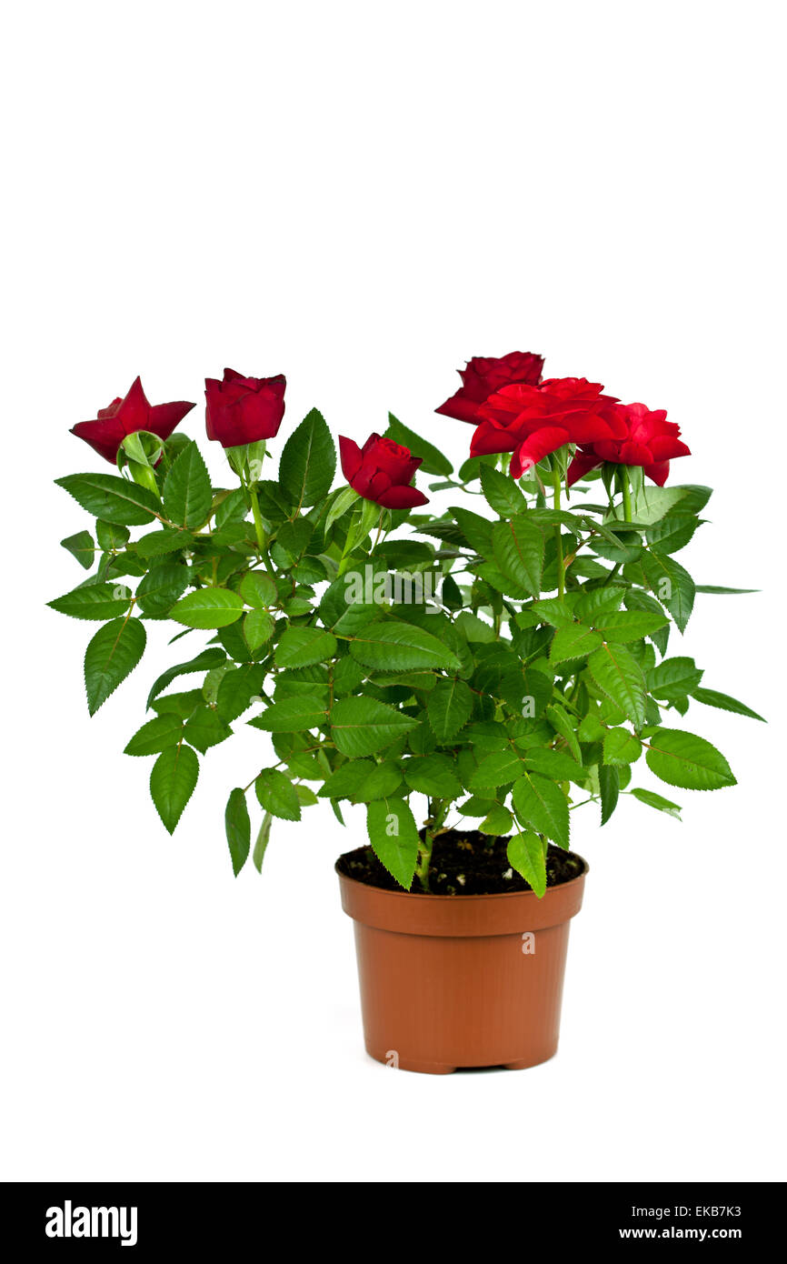 Growing roses isolated Cut Out Stock Images & Pictures - Alamy