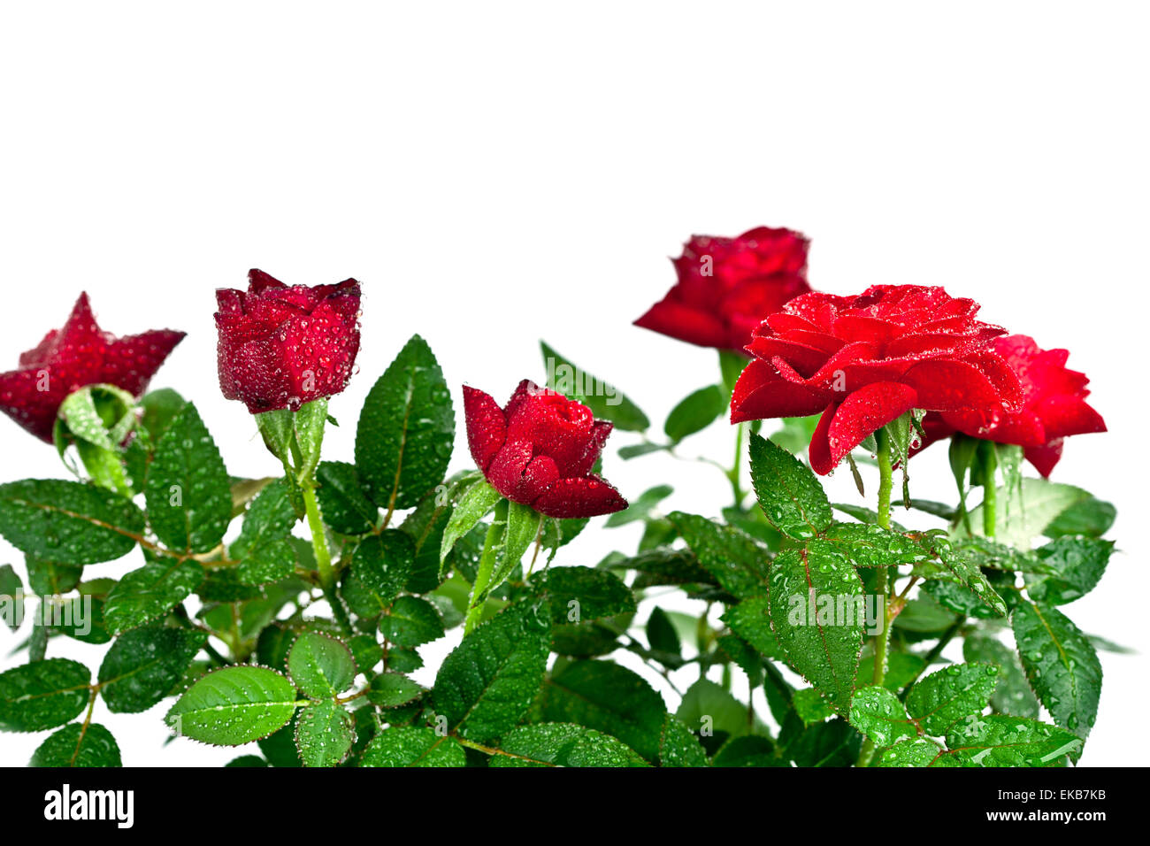 red roses with water drops Stock Photo - Alamy
