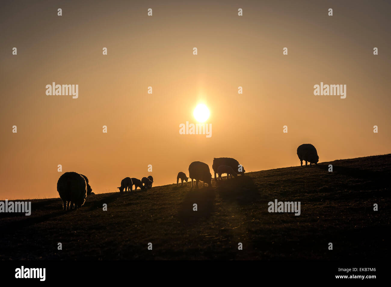 One black sheep flock hi-res stock photography and images - Alamy