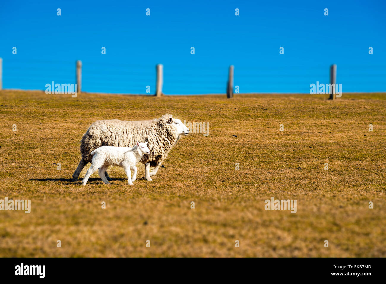 Sheep with lamb Stock Photo - Alamy
