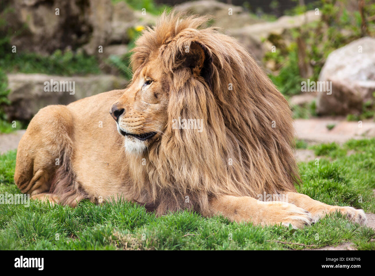 Male lion head shot profile hi-res stock photography and images - Alamy