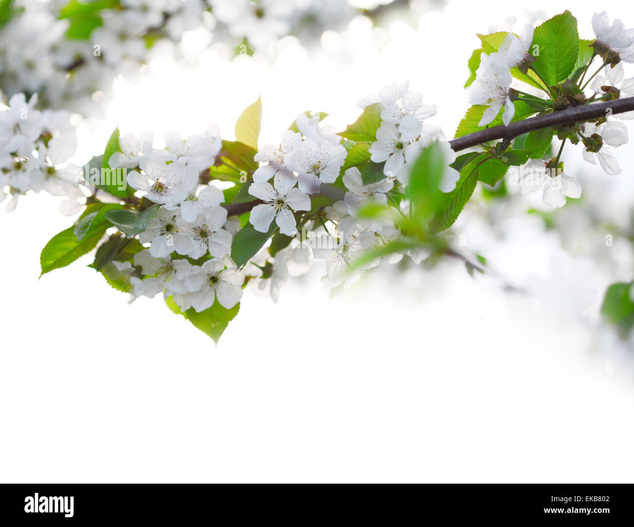 cherry twigs in bloom Stock Photo - Alamy