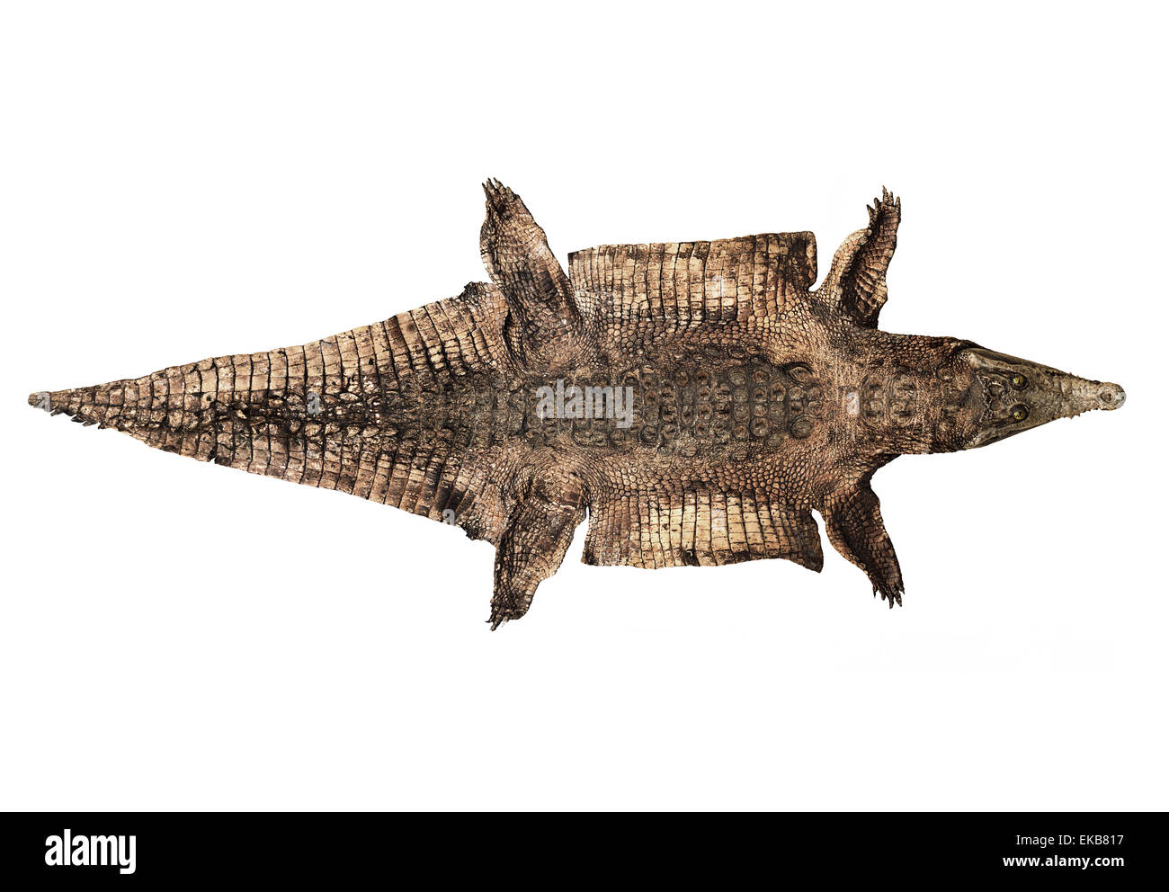 Old alligator hi-res stock photography and images - Alamy