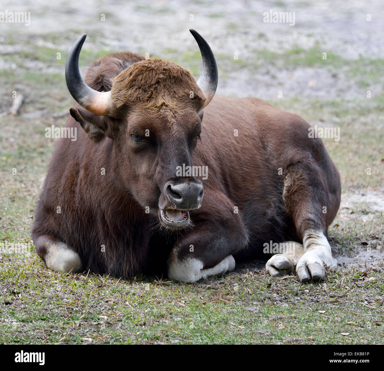 Gaur horns hi-res stock photography and images - Alamy