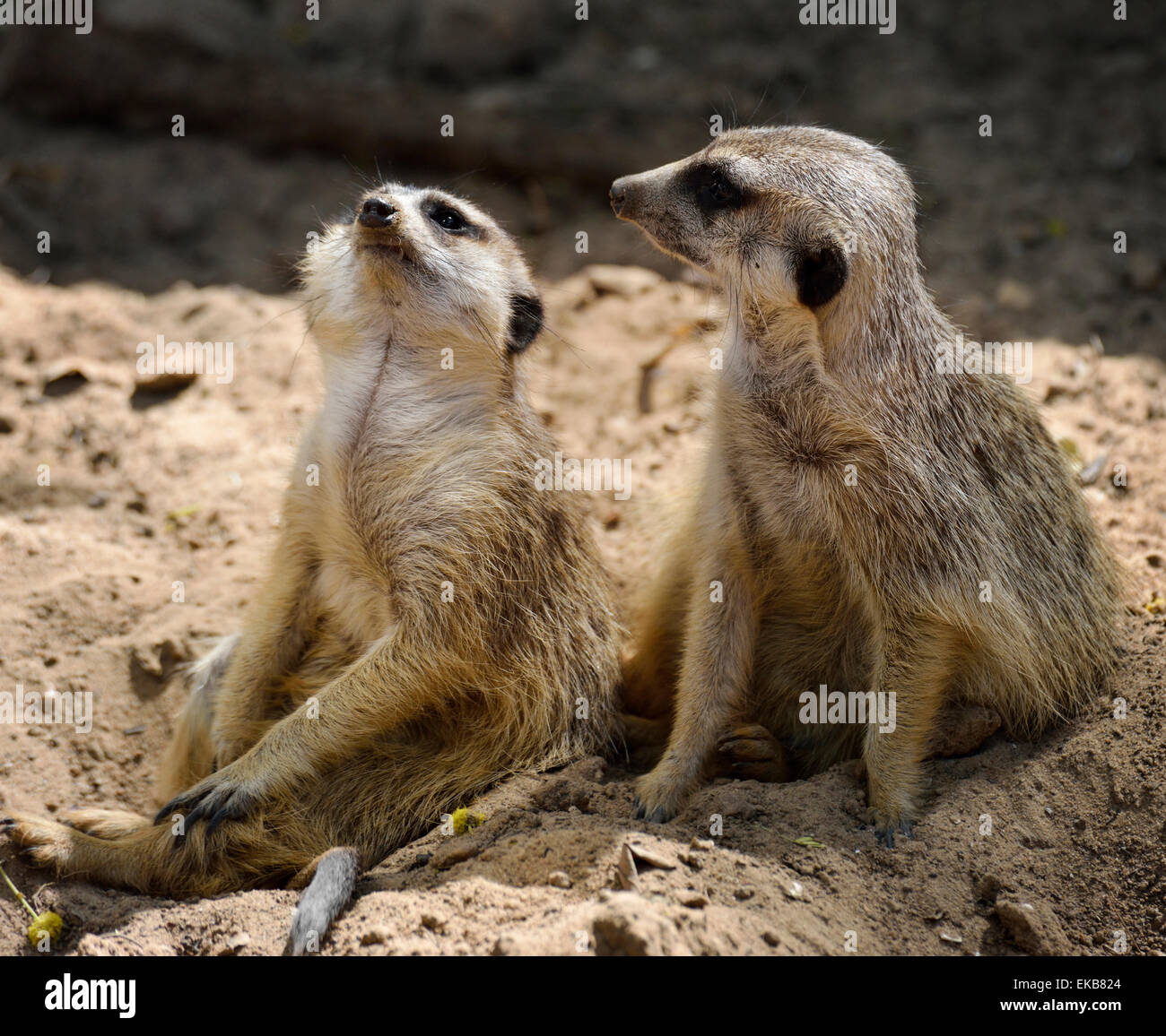 Outdoor meerkats hi-res stock photography and images - Alamy