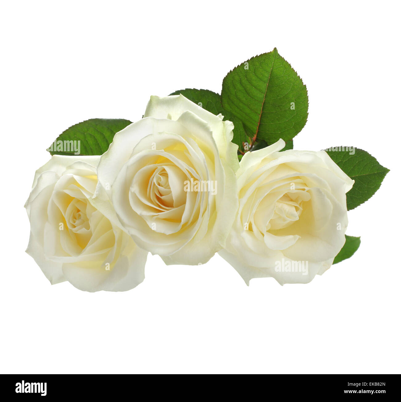 three white roses isolated on white Stock Photo - Alamy