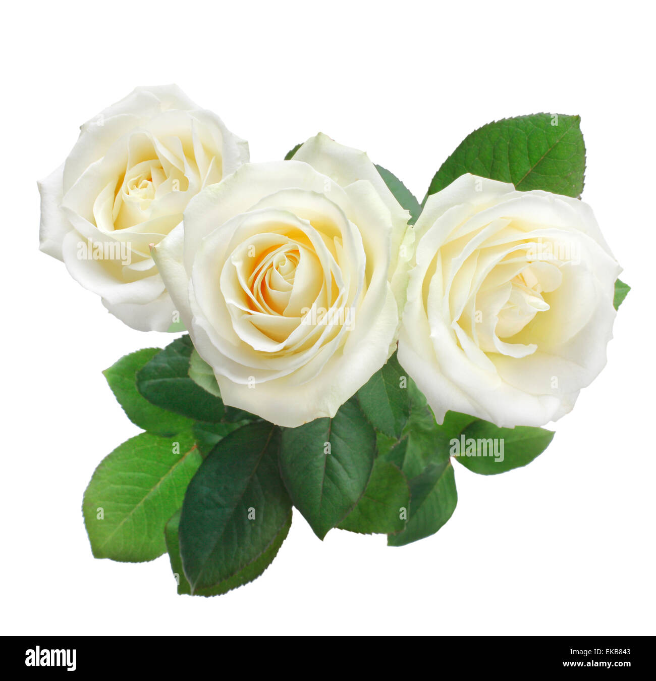 White roses isolated hi-res stock photography and images - Alamy