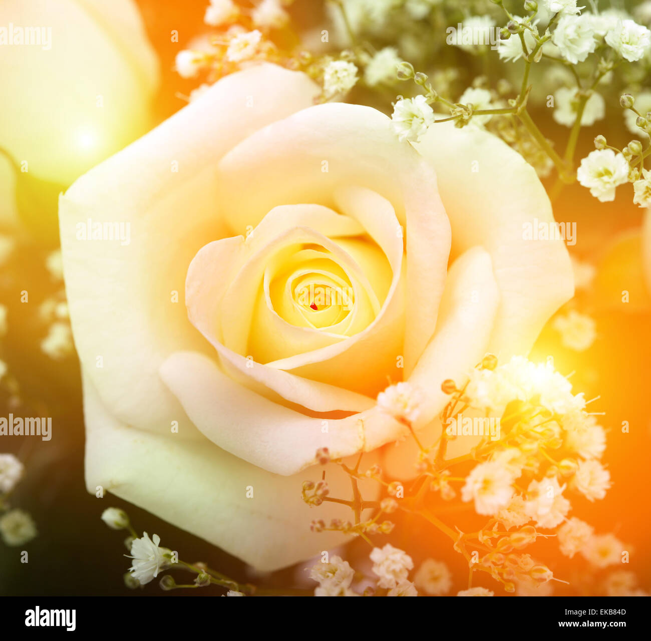 Magic white rose hi-res stock photography and images - Alamy