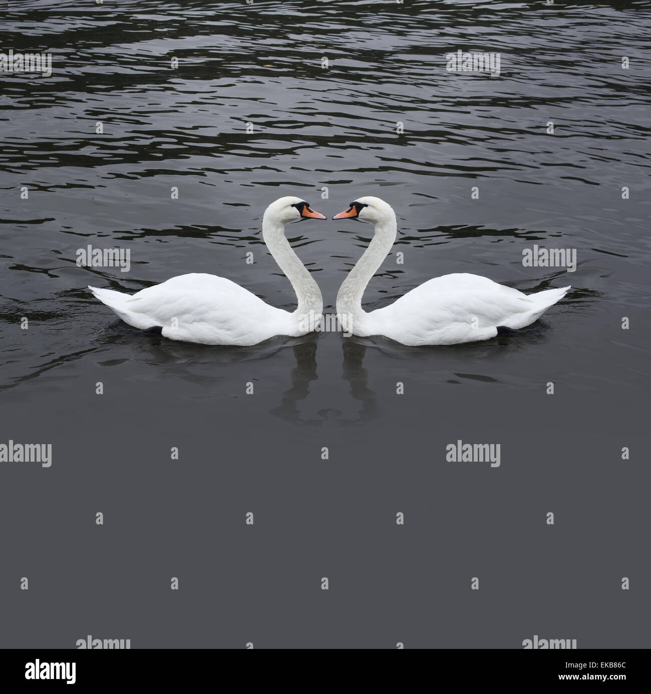 Swan loyalty hi-res stock photography and images - Alamy