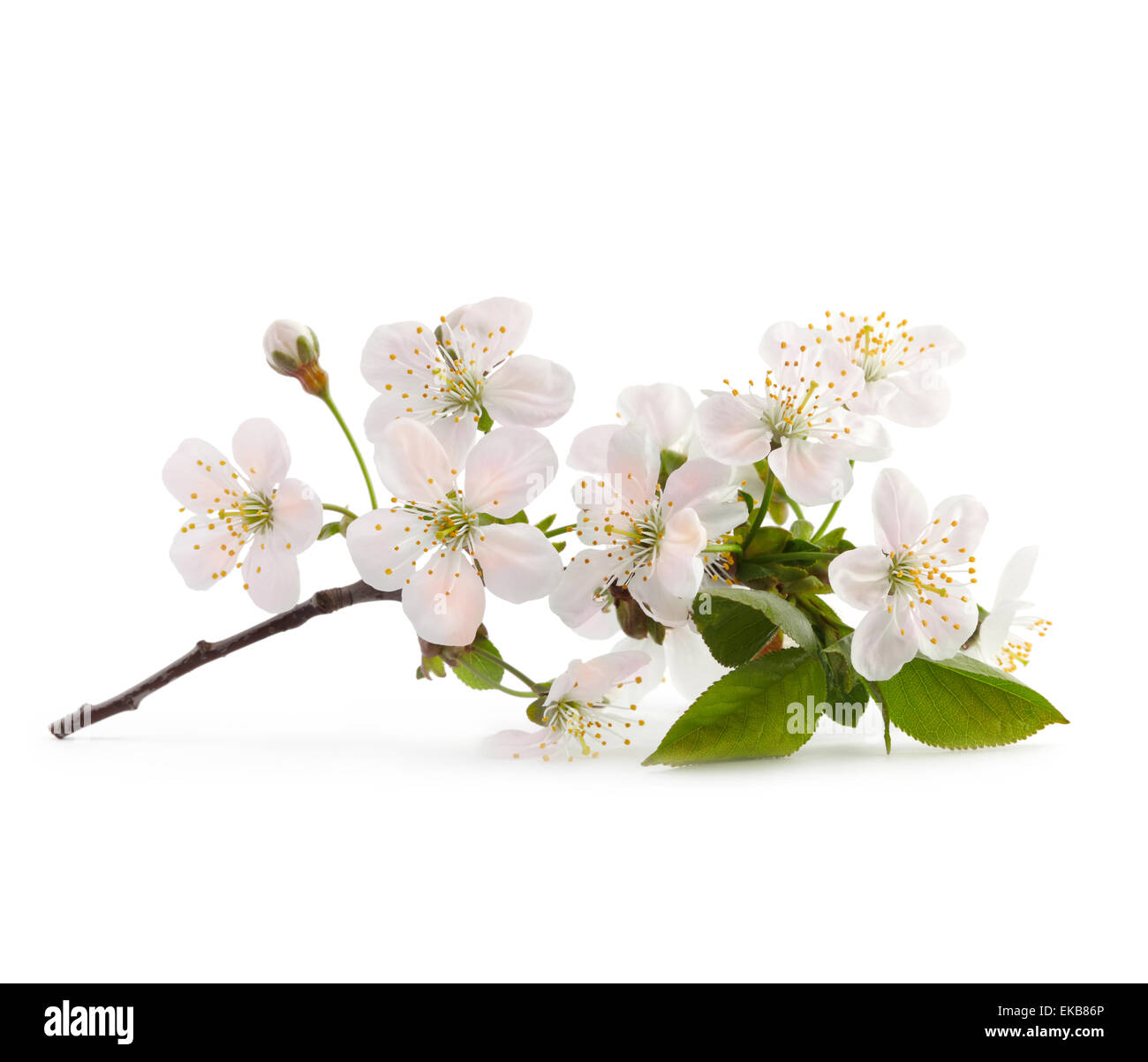 cherry twig in bloom isolated Stock Photo - Alamy
