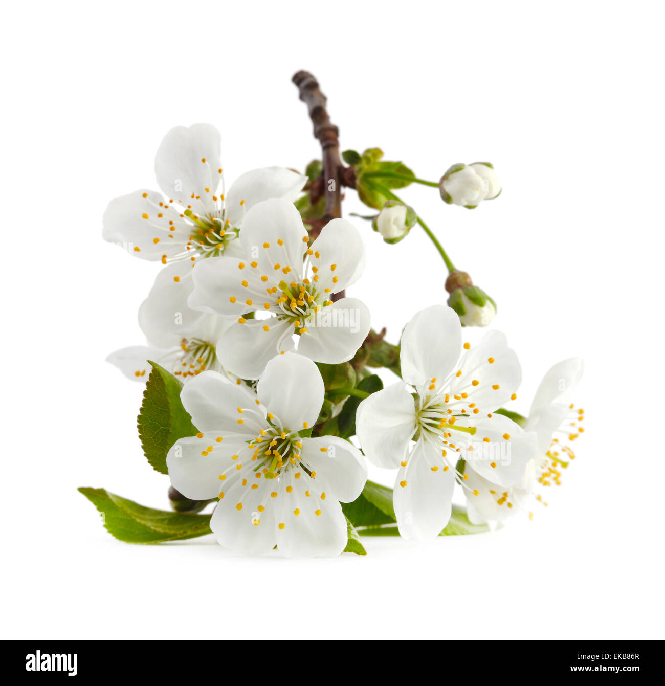 Cherry tree in nature Cut Out Stock Images & Pictures - Alamy