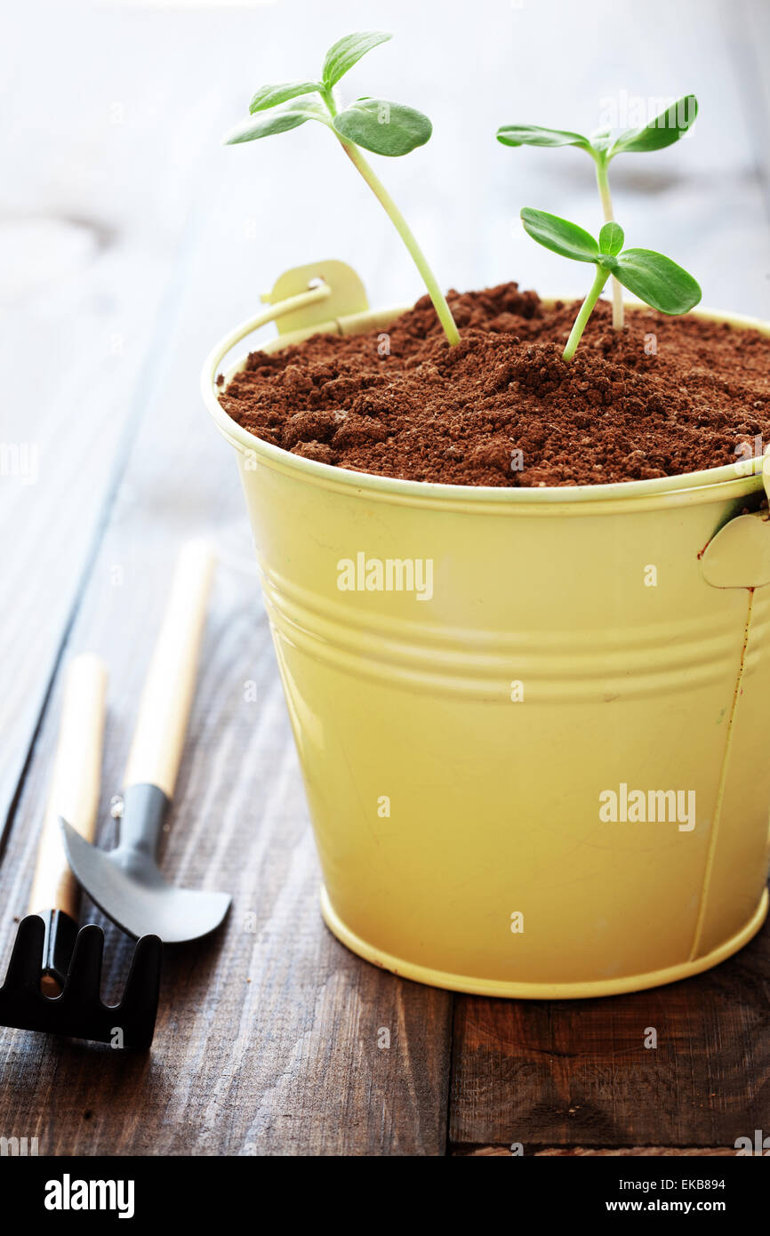 Fragile plants hi-res stock photography and images - Alamy