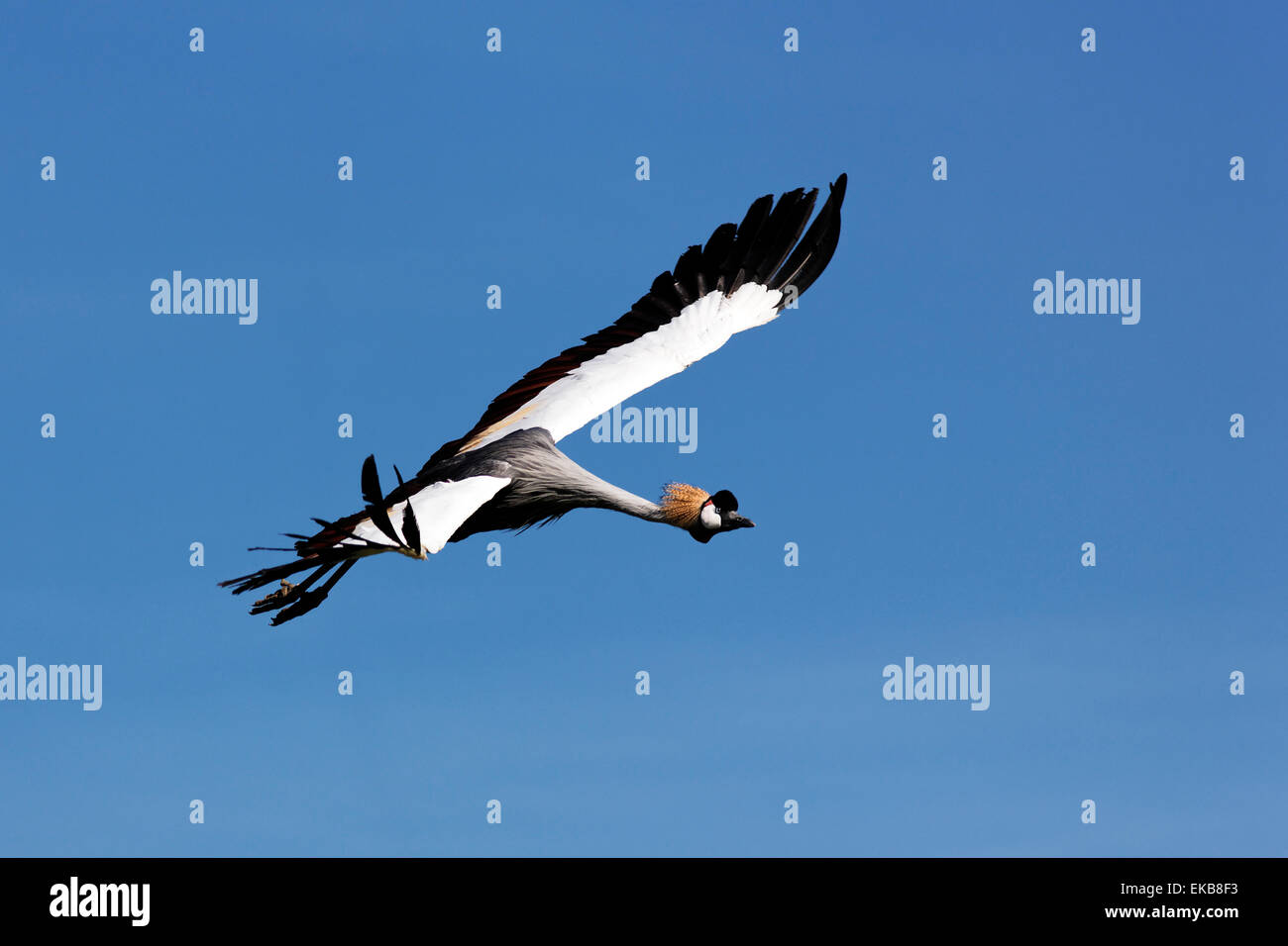Flying crane hi-res stock photography and images - Alamy