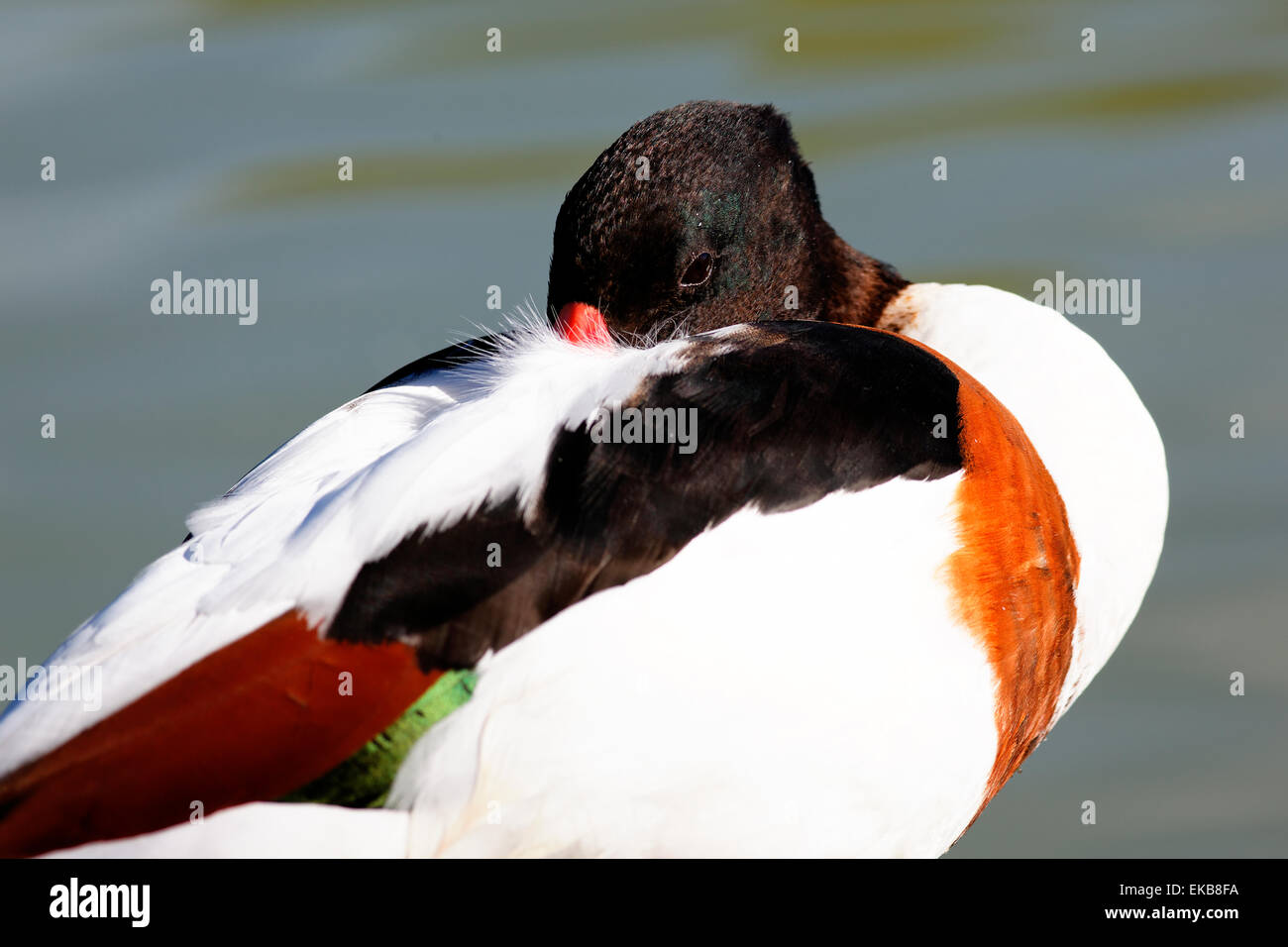 Duck behind duck hi-res stock photography and images - Alamy