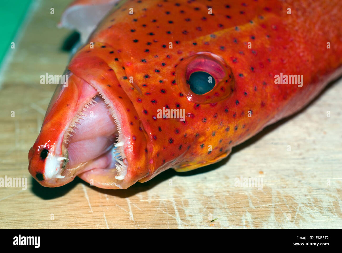 colourfull, vivid reddish orange butter fish head with teeth showing ...