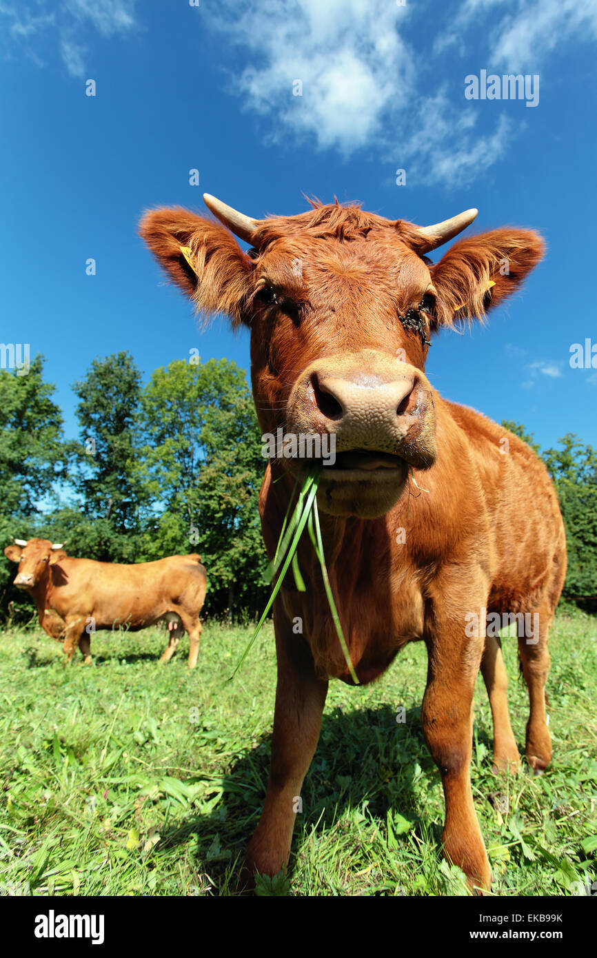 wide angle cow Stock Photo - Alamy