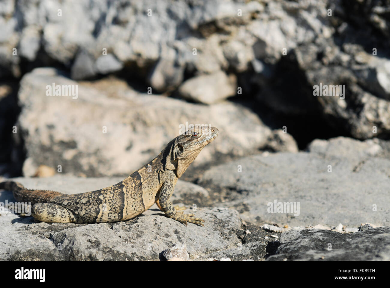 Wild iguana portrait Stock Photo - Alamy
