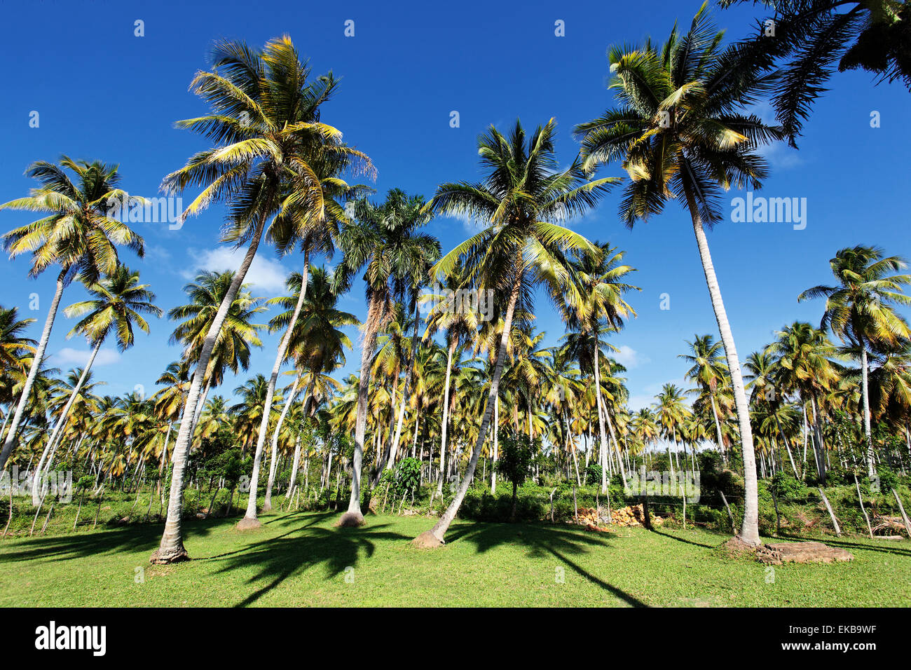 palm tree land Stock Photo - Alamy