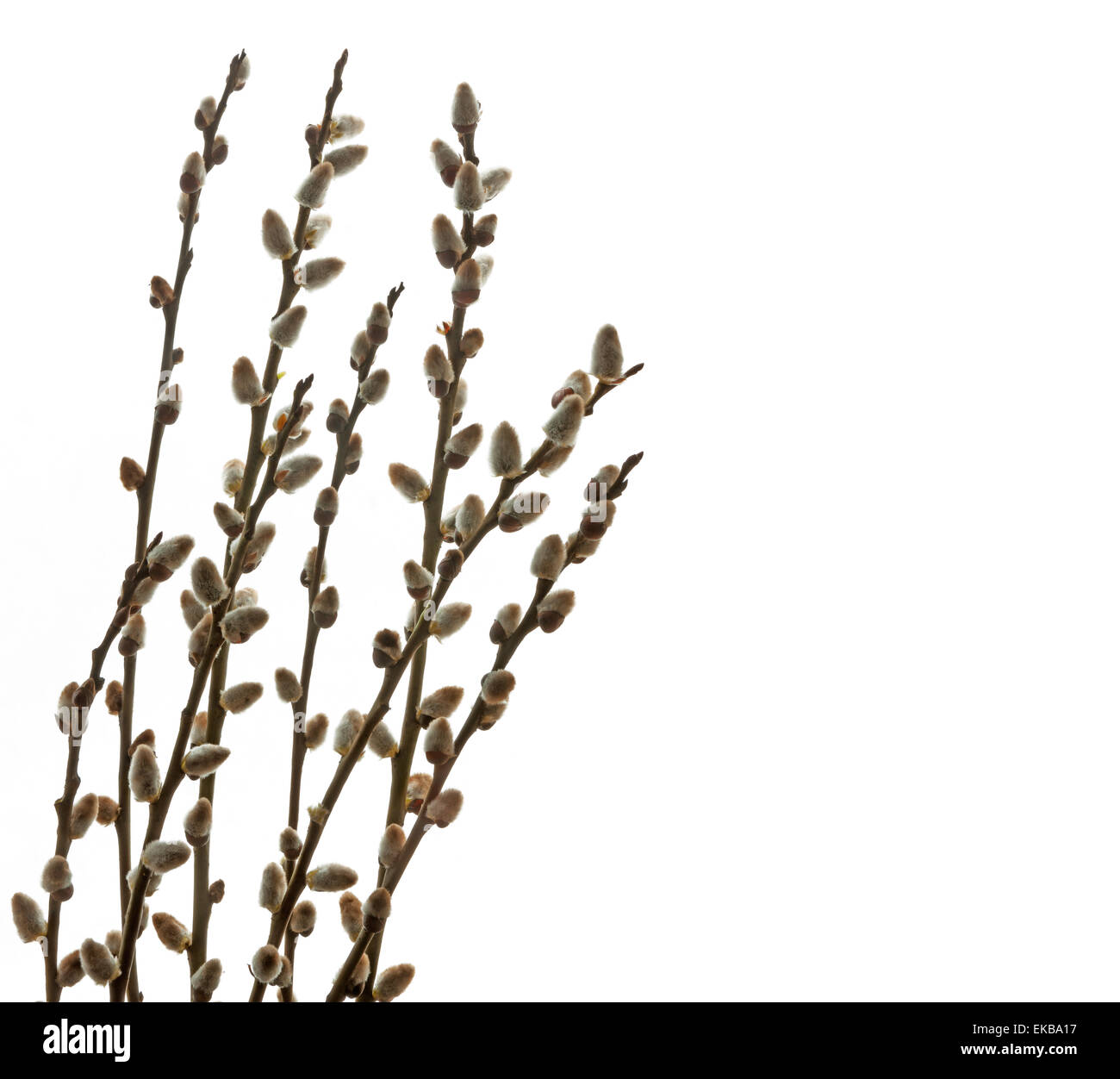 Branches of a willow on white background Stock Photo - Alamy