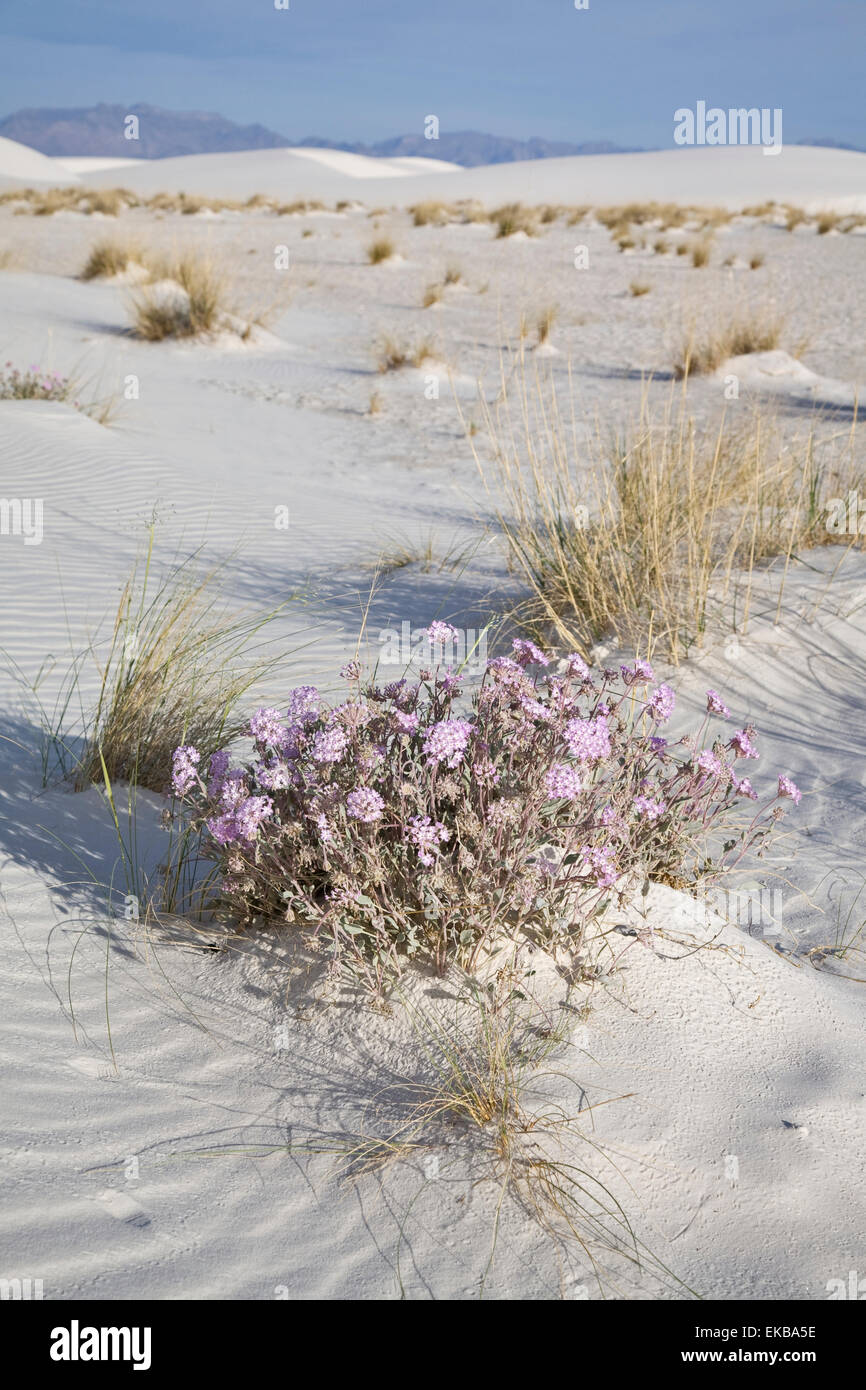 Pink and white verbena hi-res stock photography and images - Alamy
