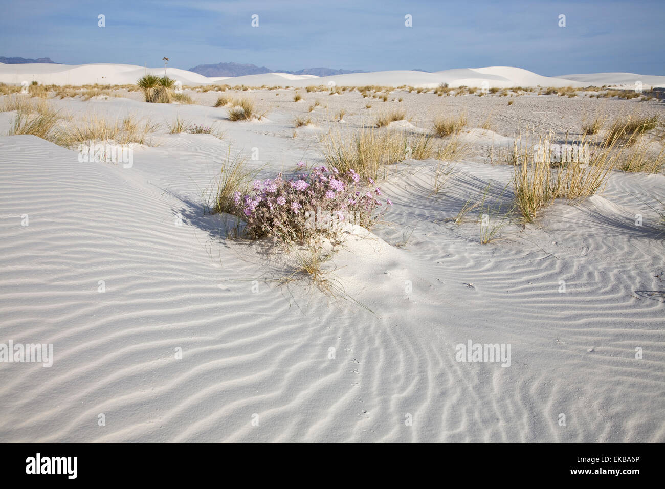 Pink sand verbena hi-res stock photography and images - Alamy