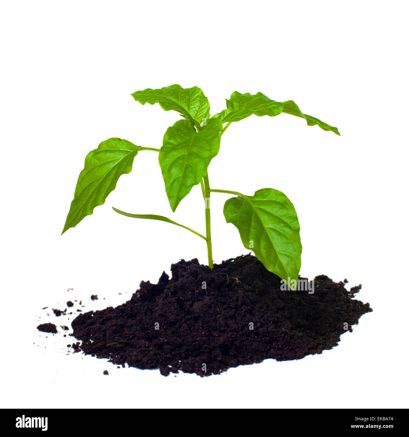 Small seedling isolated on Cut Out Stock Images & Pictures - Alamy