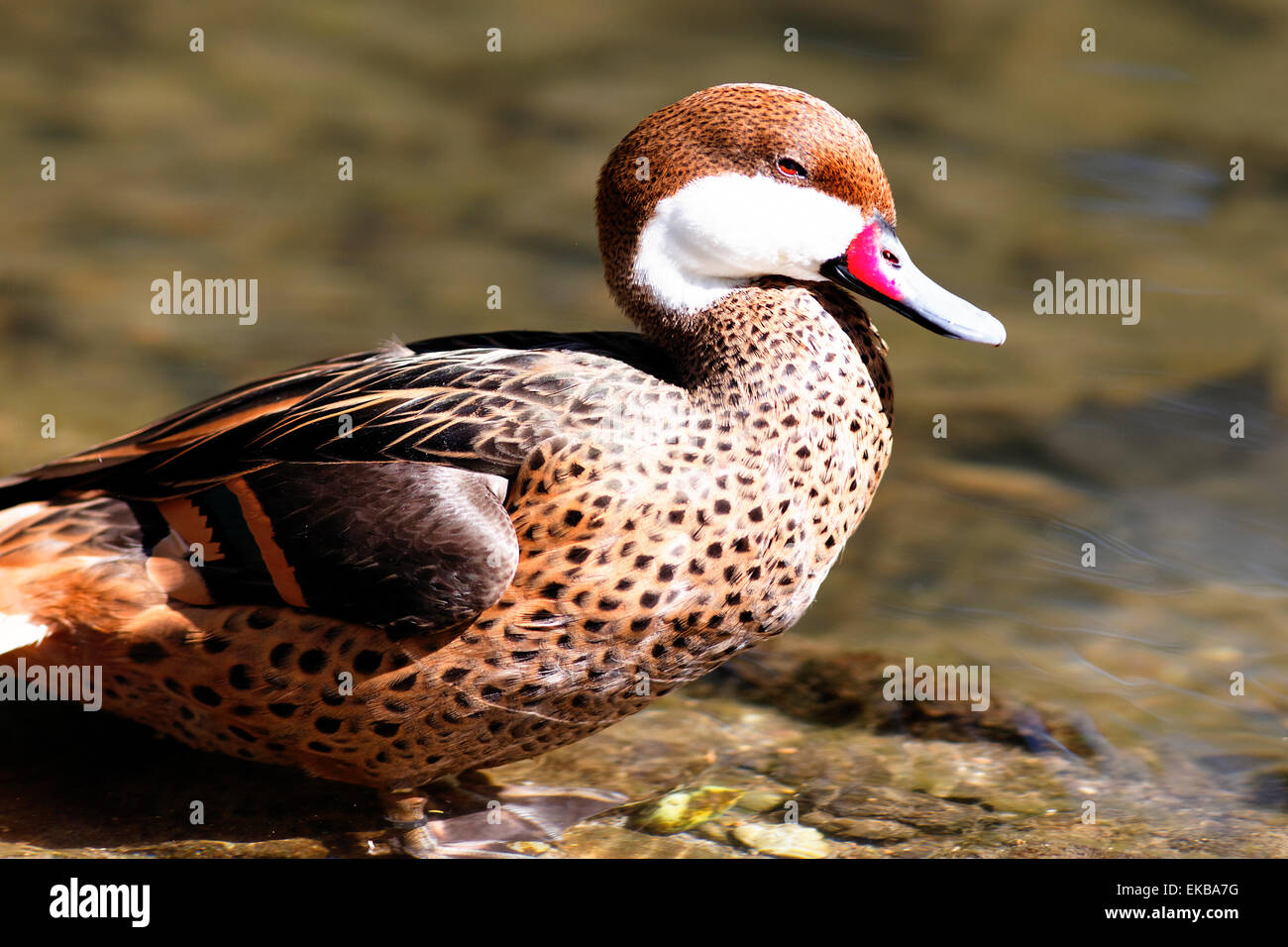 Red beak hi-res stock photography and images - Alamy