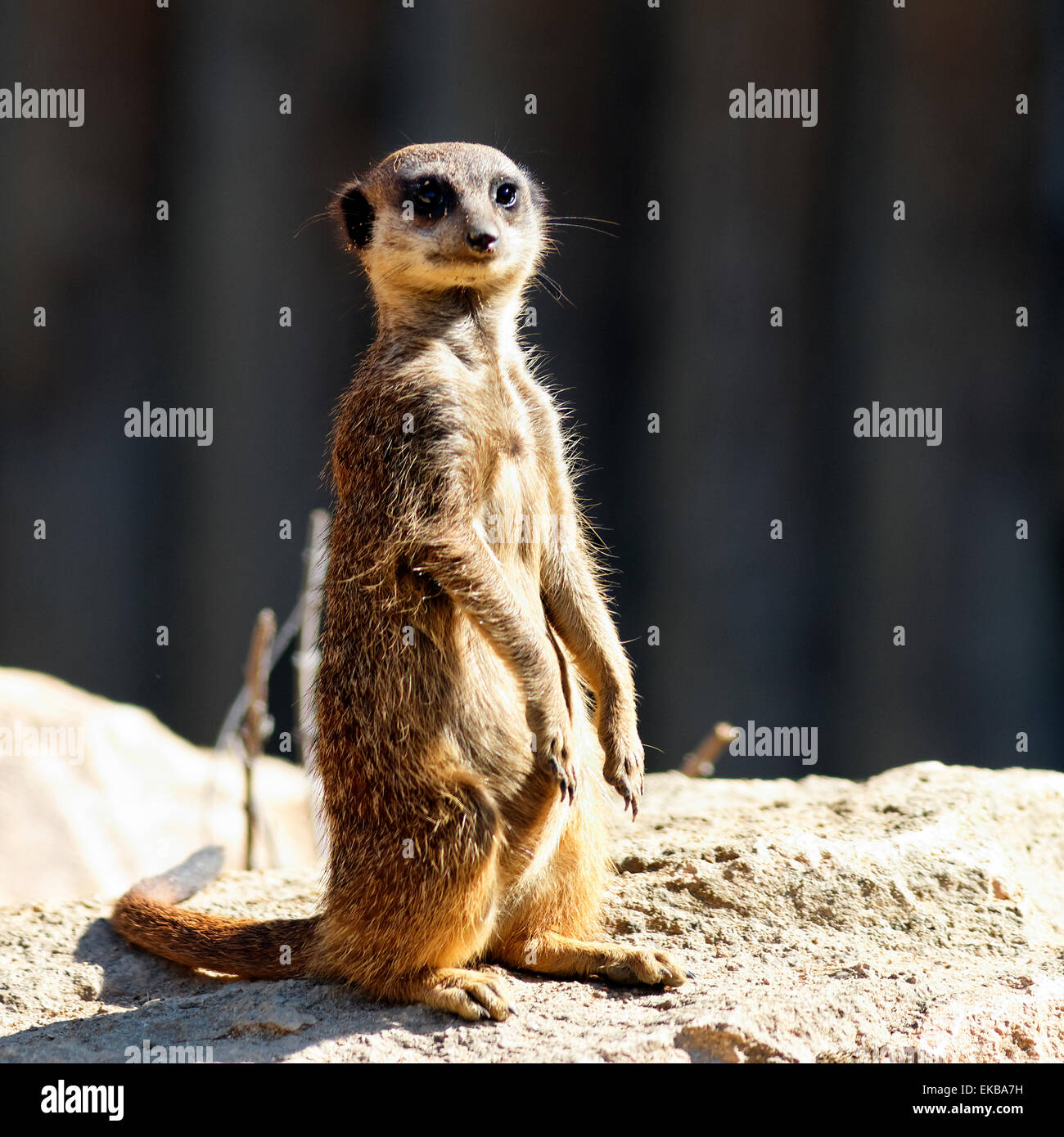 meerkat in morning light Stock Photo - Alamy