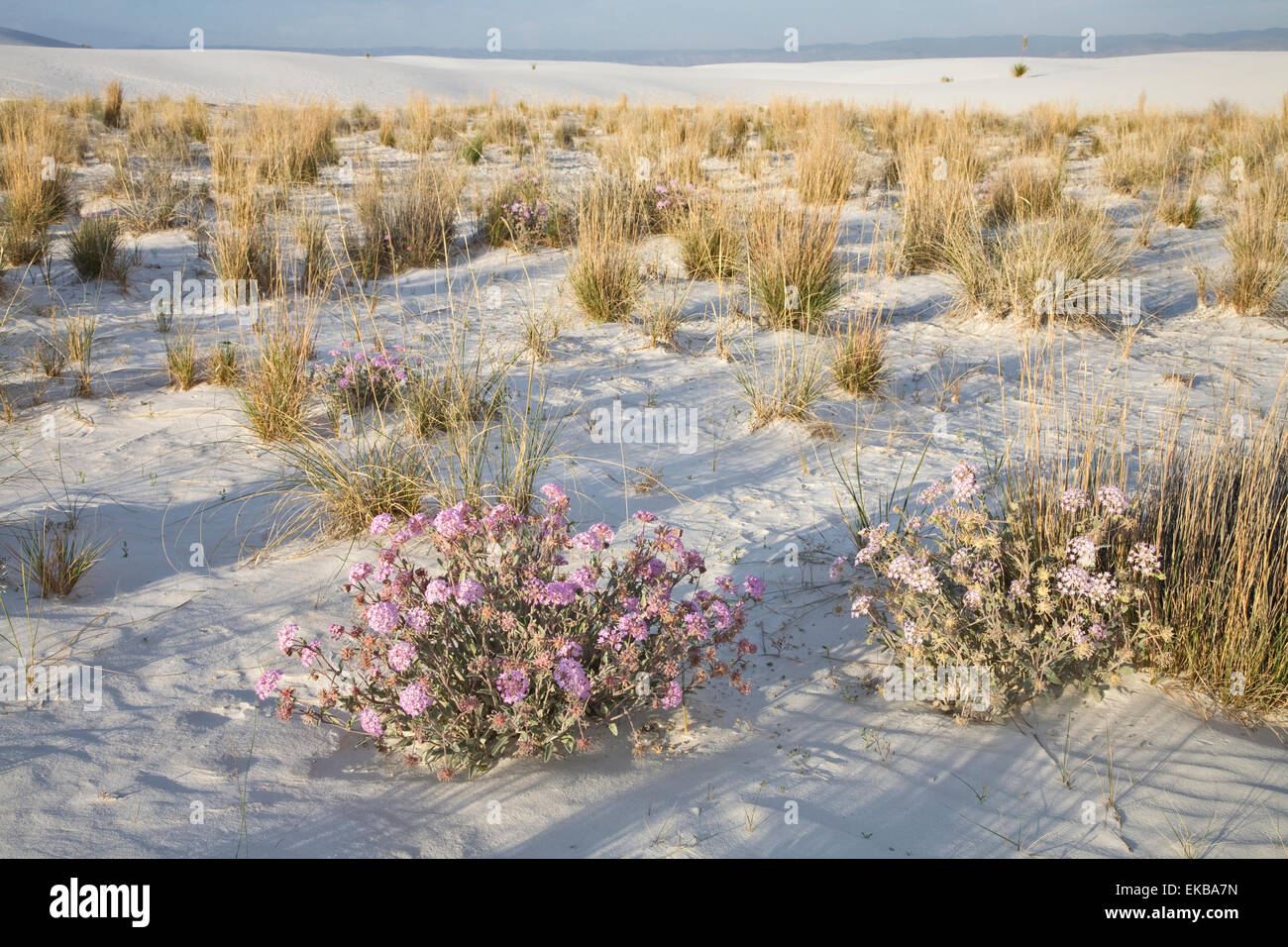 A fragrant Desert Sand Verbenna, Abronia villosa, blooms in May on the ...