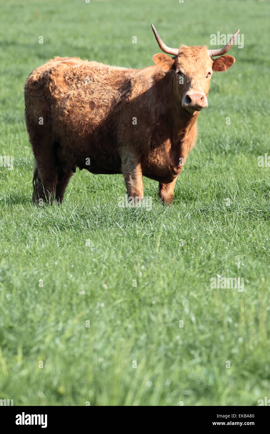 Bull alone hi-res stock photography and images - Alamy