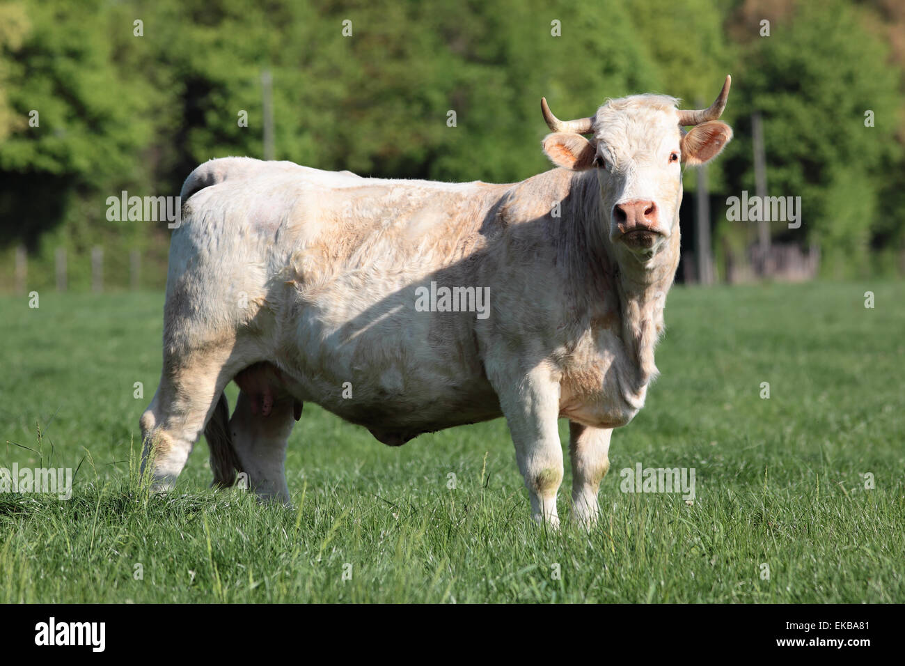 White bull cow hi-res stock photography and images - Alamy