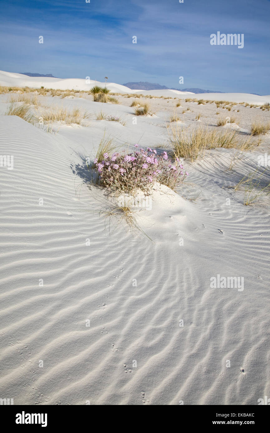 Pink flowers on sand dunes hi-res stock photography and images - Alamy