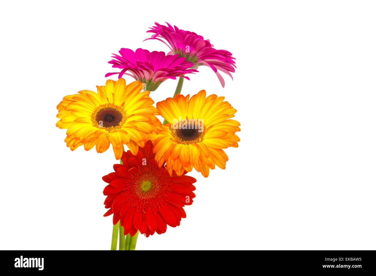Close up bunch daisies Cut Out Stock Images & Pictures - Alamy