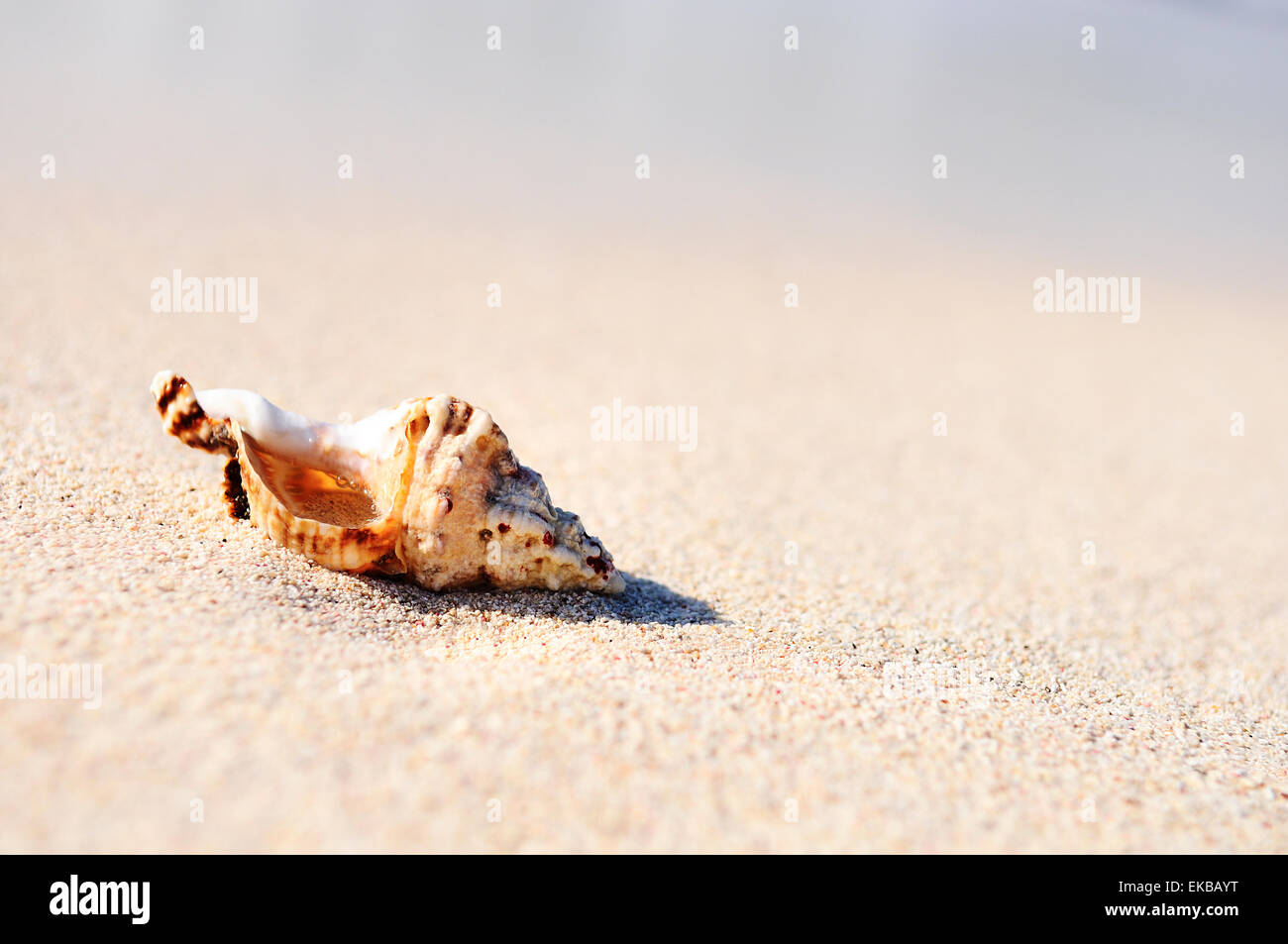 sea shells on the Beach Stock Photo - Alamy