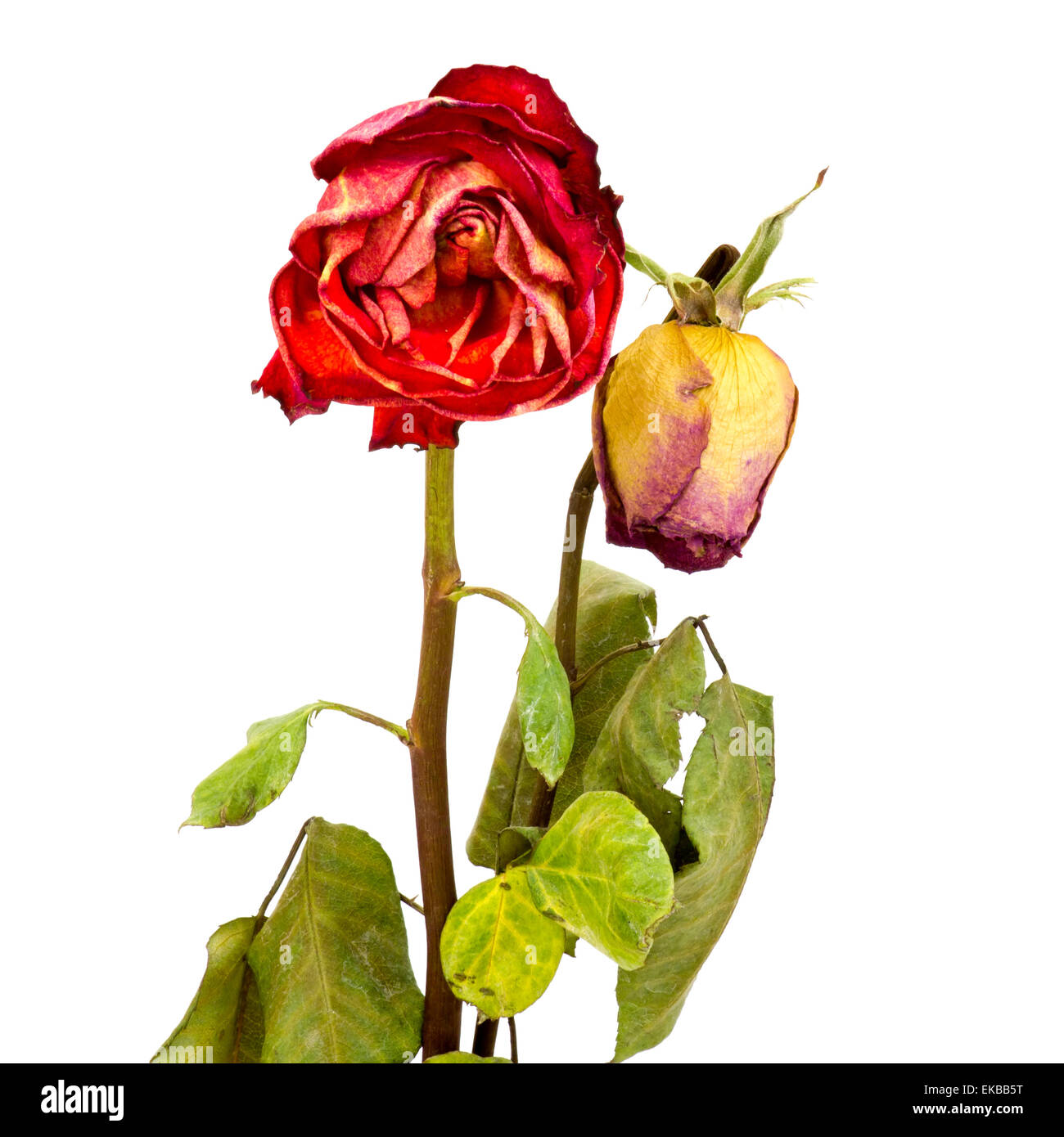 Roses of death Cut Out Stock Images & Pictures - Alamy