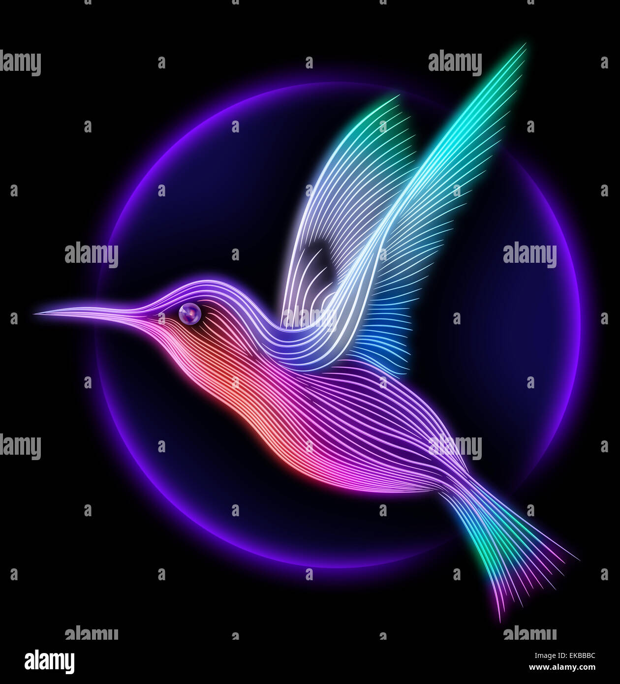 Rainbow hummingbird hi-res stock photography and images - Alamy