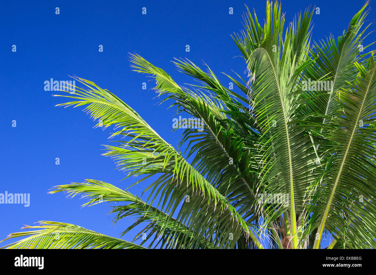 Coastal palm forest hi-res stock photography and images - Alamy