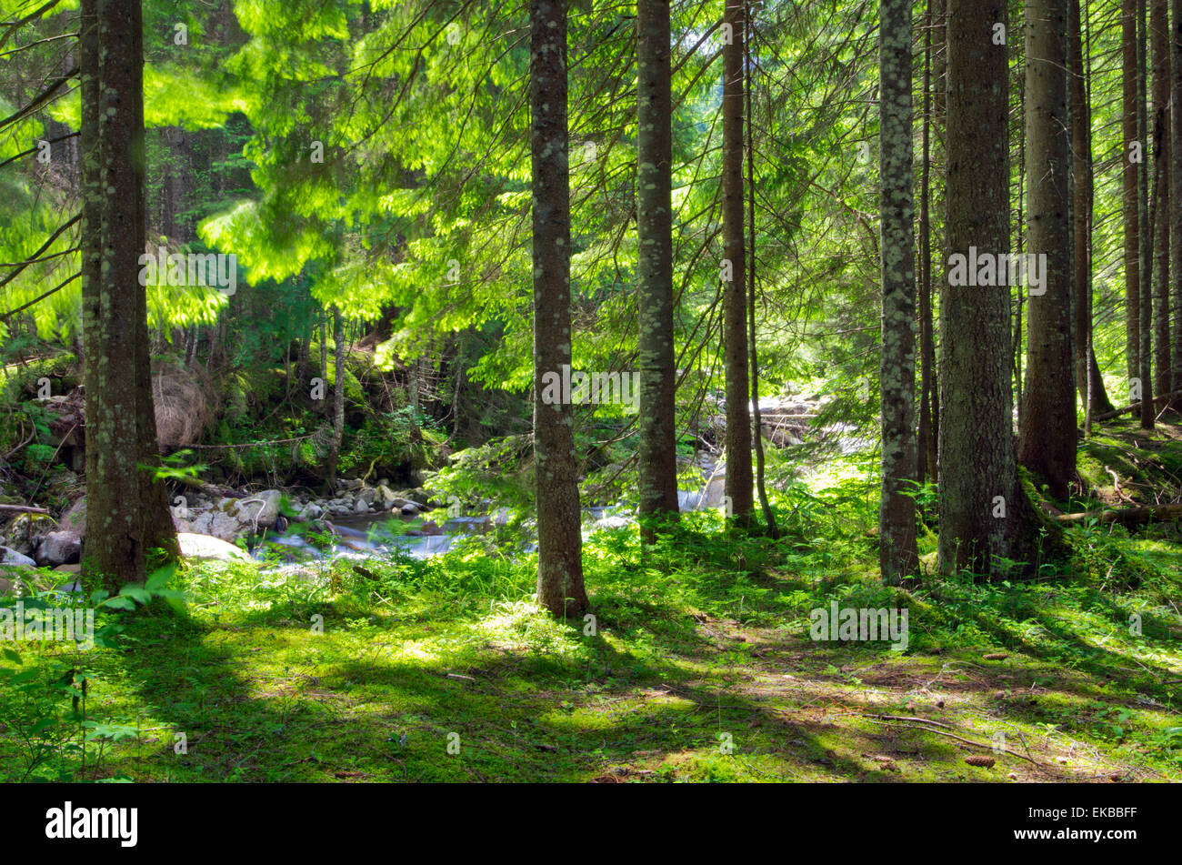 Green forest forest hi-res stock photography and images - Alamy