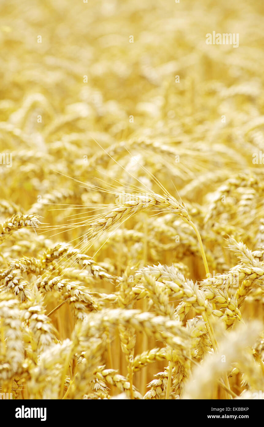 Wheat spike field corn field hi-res stock photography and images - Alamy