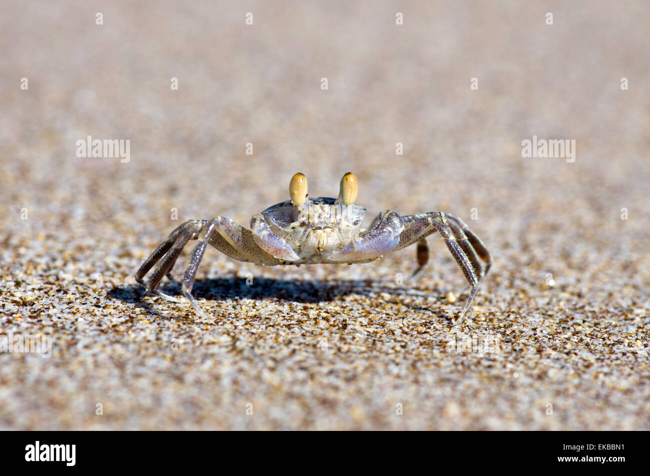 Nocturnal crab hi-res stock photography and images - Alamy