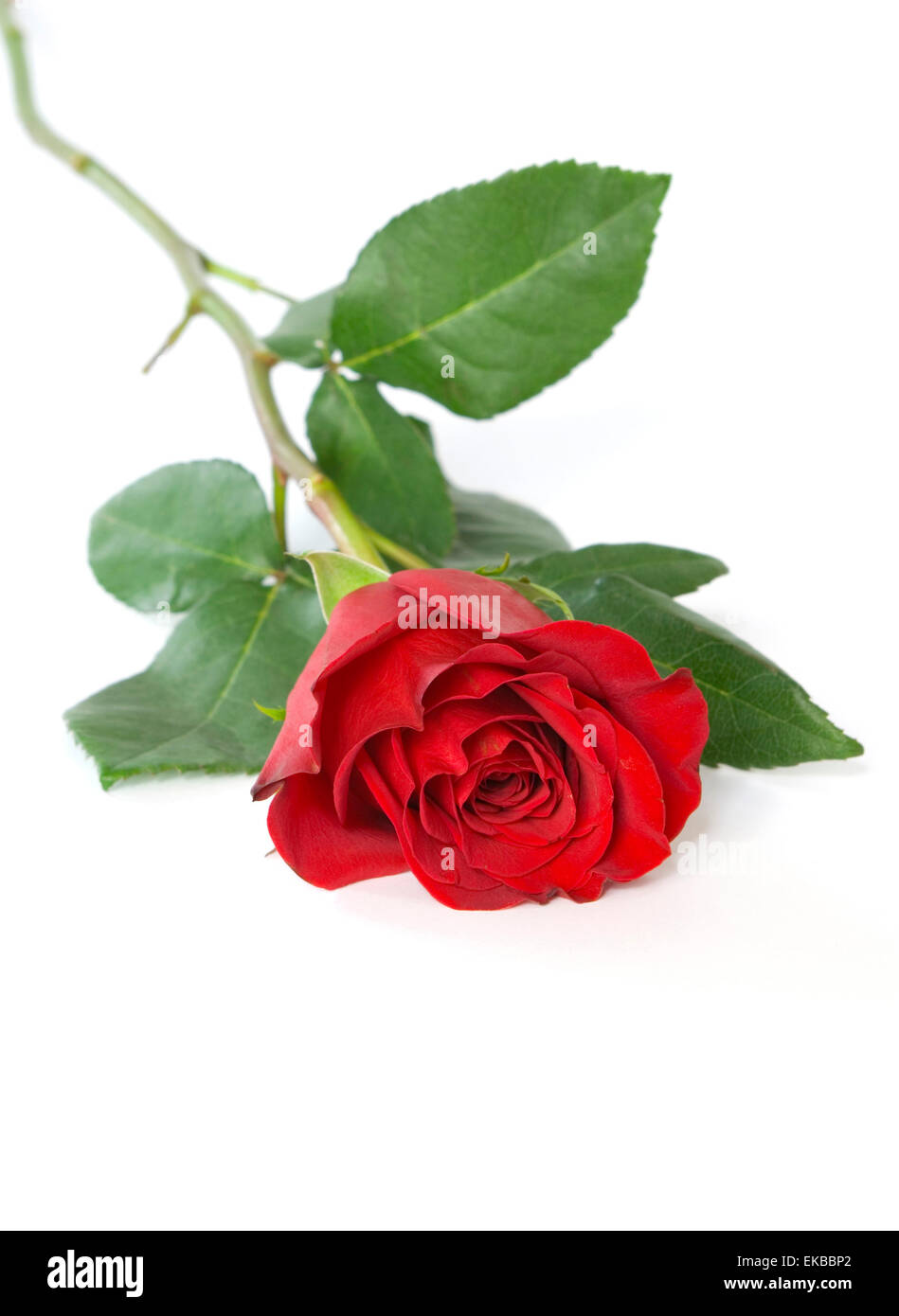 Simple red rose hi-res stock photography and images - Alamy
