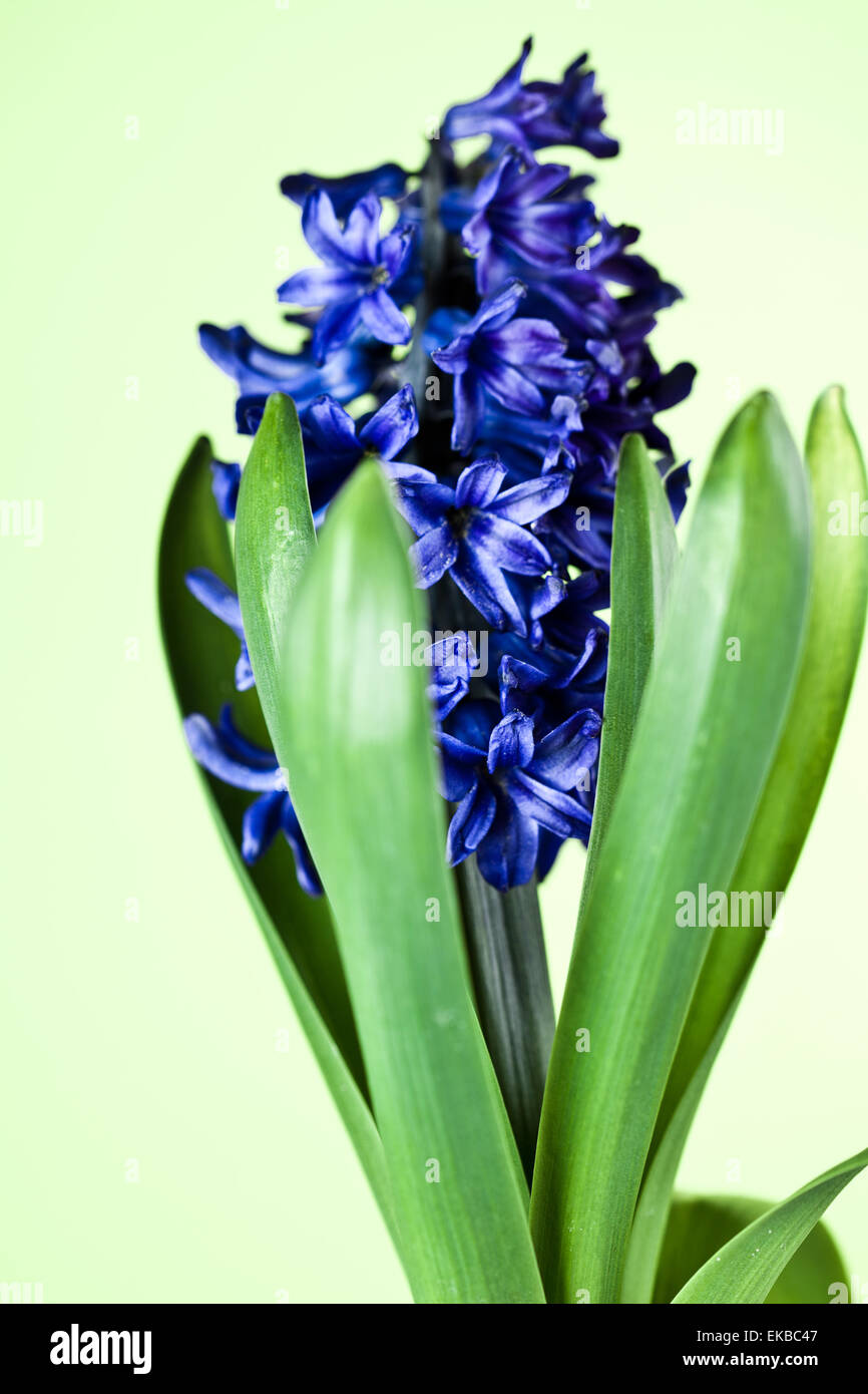 Blue water hyacinth hi-res stock photography and images - Alamy