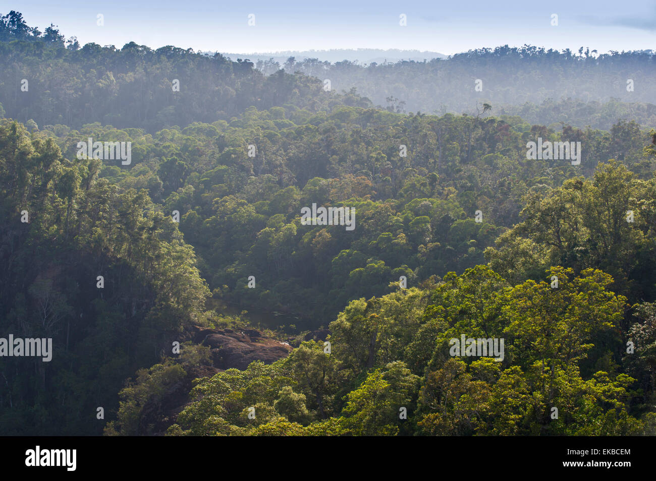 Rainforest in Tully Gorge National Park, part of the Wet Tropics World ...